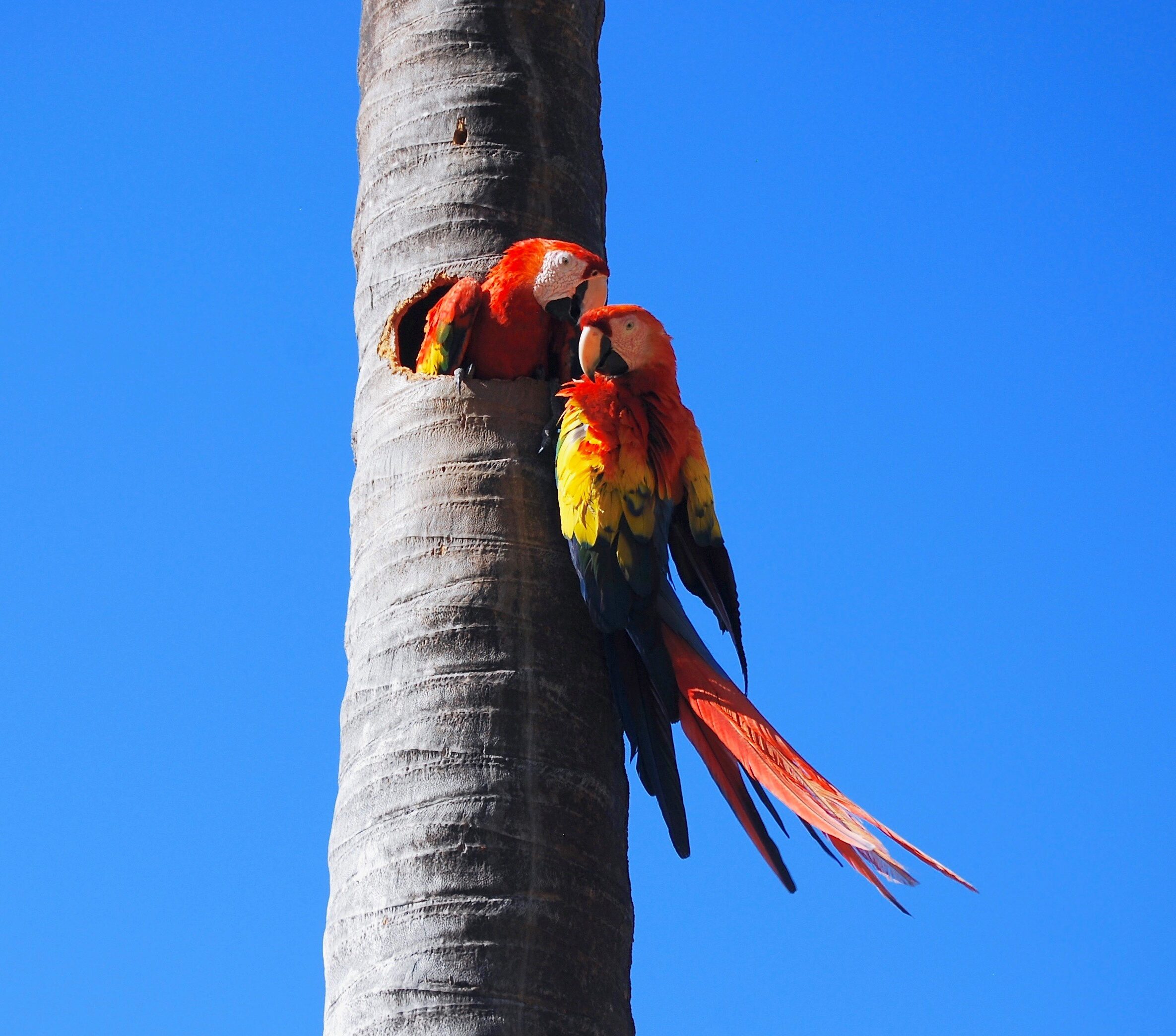A Pair Of Scarlet Macaws Perching On A Dead Palm Tree Macaw Recovery A Pair Of Scarlet Macaws Perching On A Dead Palm Tree Macaw Recovery
