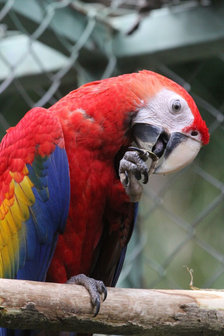 A Closer Look at Conservation, Part 1 • Macaw Recovery Network